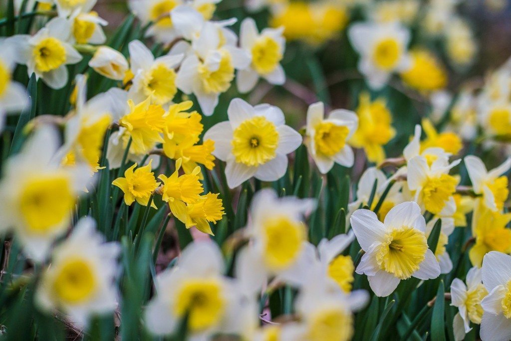 Five Tips for Photographing the Joys of Spring - How To Photograph Your ...