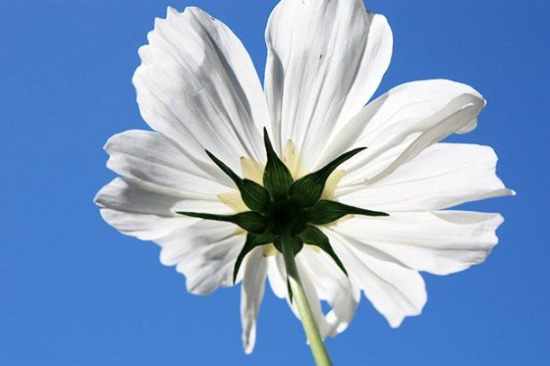 How To Photograph Flowers (Part 1/2) - How To Photograph Your Life