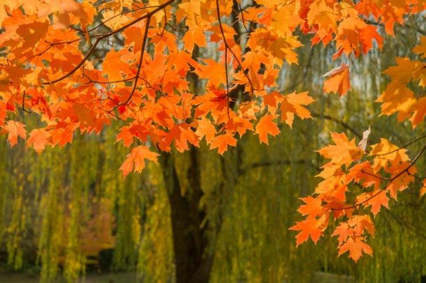 Photographing the Splendor of Fall - How To Photograph Your Life